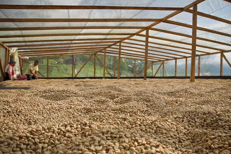 The Effects of Drying Speeds for Green Coffee | Fratello Coffee