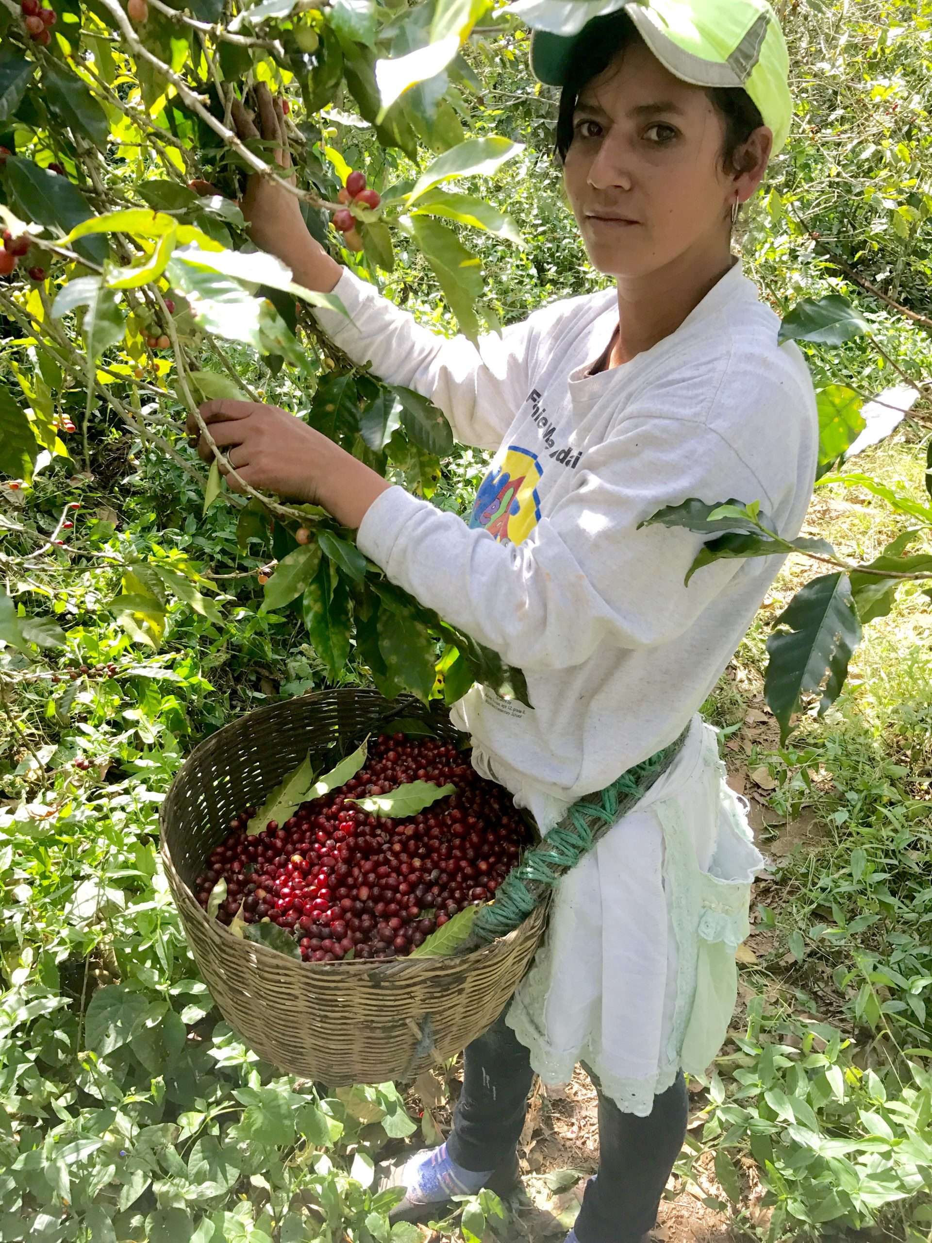 Harvesting, Drying and Wet Milling Coffee | Fratello Coffee